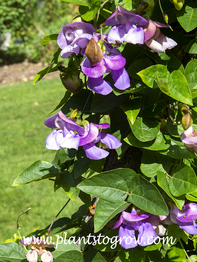 Snail Flower (Vigna caracalla) | Plants To Grow Plants Database by Paul ...
