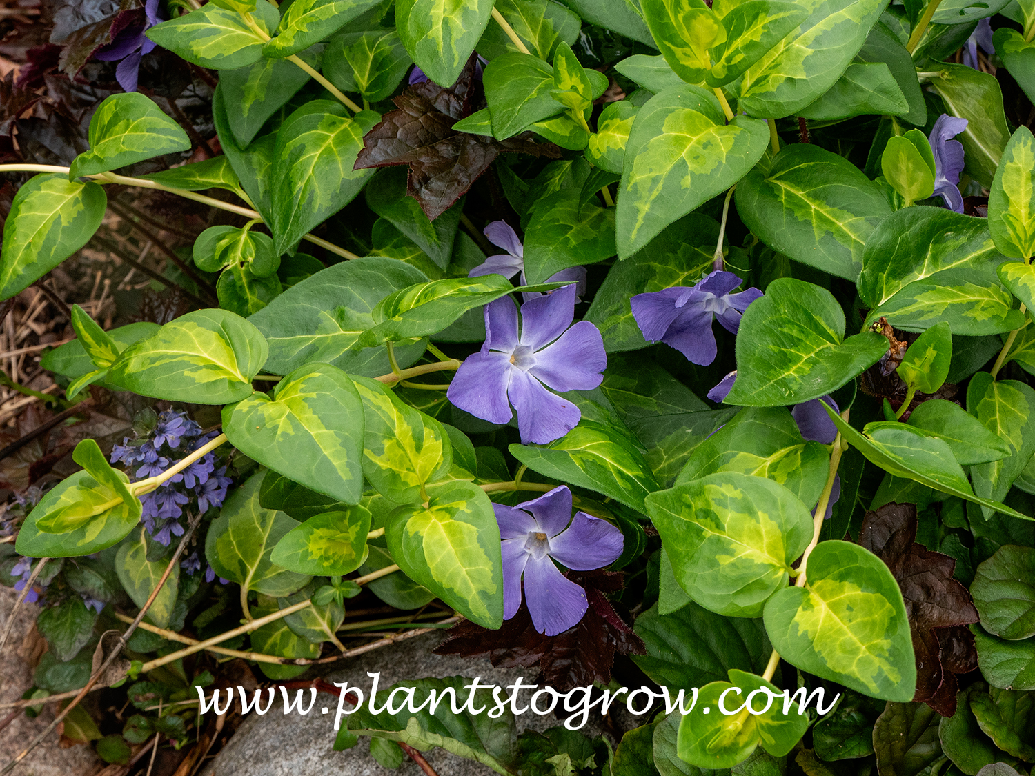 Surrey Marble Vinca (Vinca major) | Plants To Grow Plants Database by ...