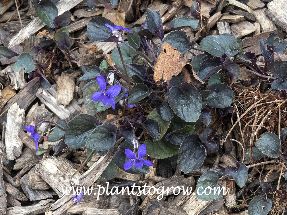 Labrador Viola (Viola labradorica) | Plants To Grow Plants Database by ...