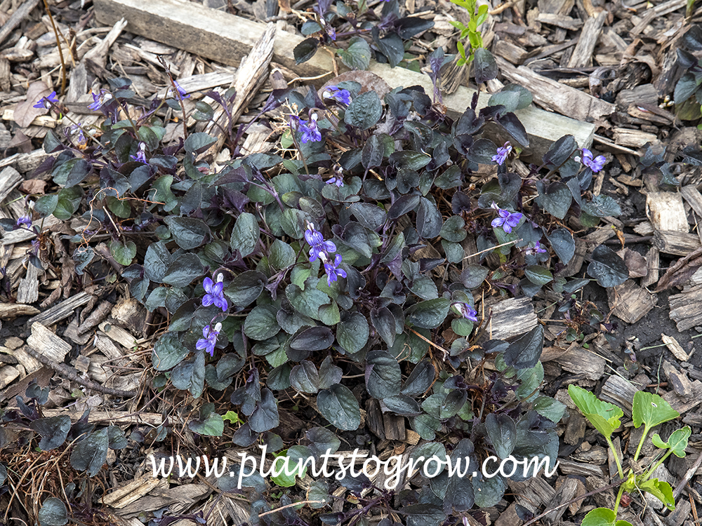 Labrador Viola (Viola labradorica) | Plants To Grow Plants Database by ...