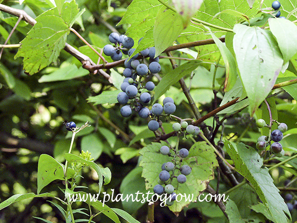 River Bank Grape (Vitis riparia) | Plants To Grow Plants Database by ...