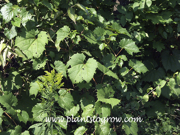 River Bank Grape (Vitis riparia) | Plants To Grow Plants Database by ...