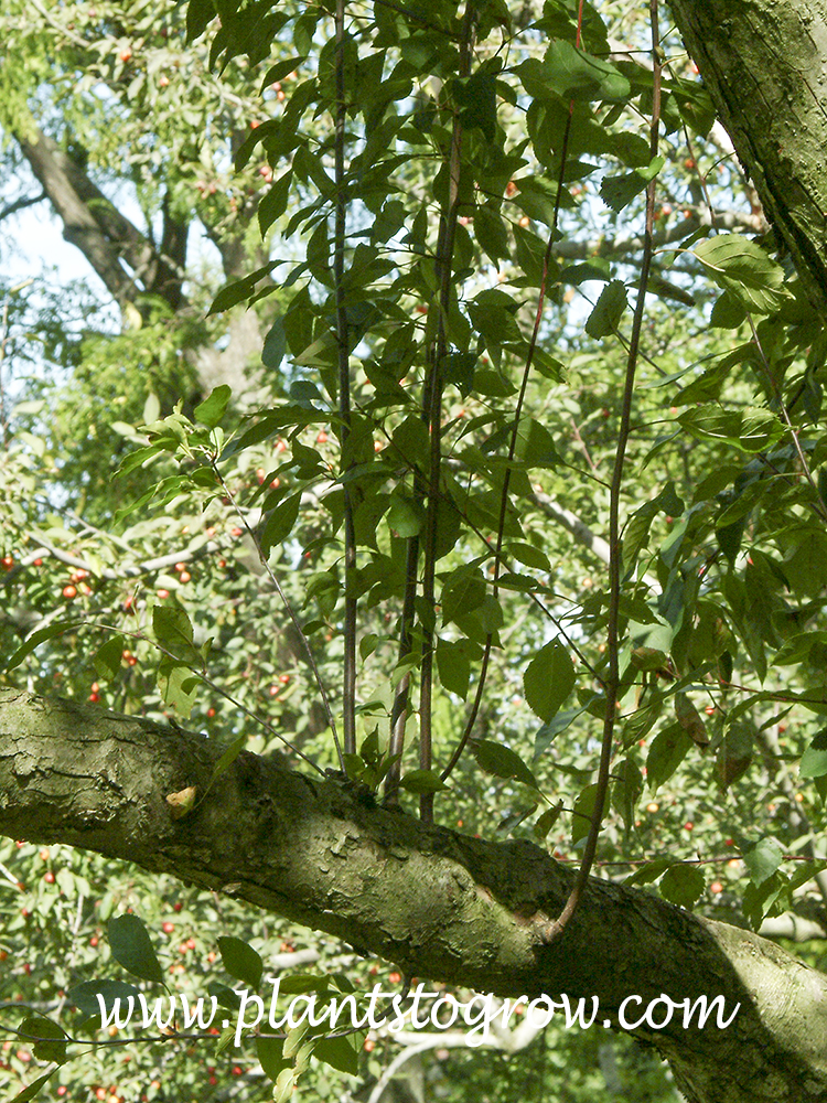 watersprouts | Plants To Grow Plants Database by Paul S. Drobot