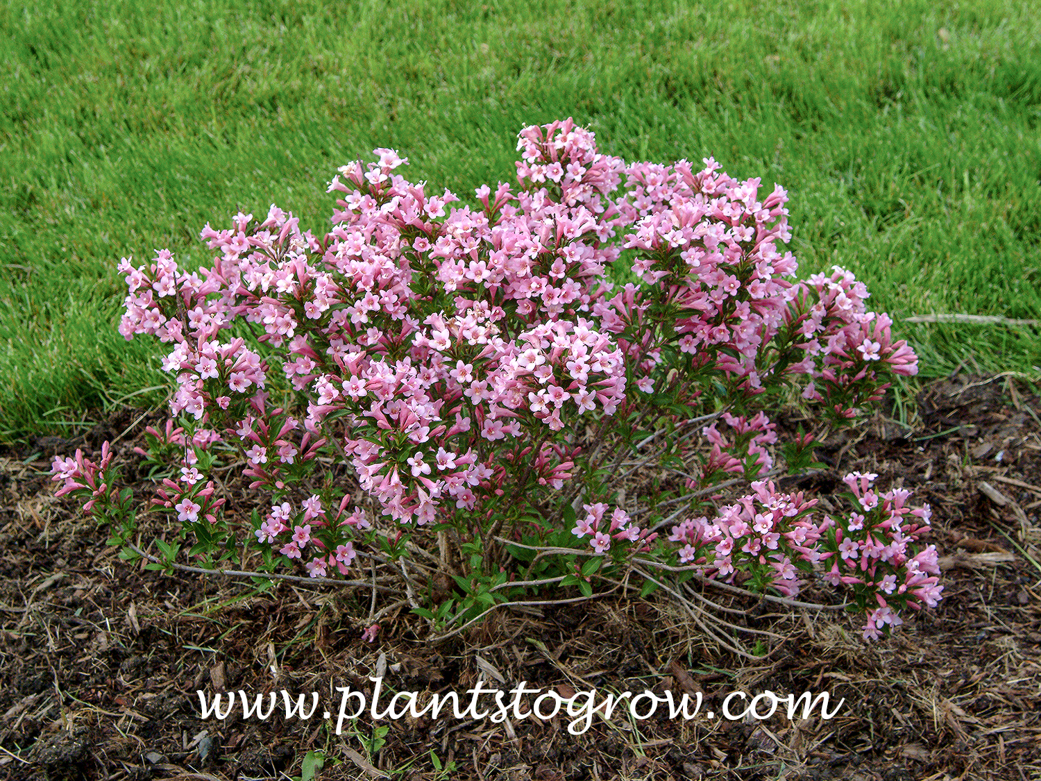 Pink Poppet Weigela (Weigela florida) | Plants To Grow Plants Database ...