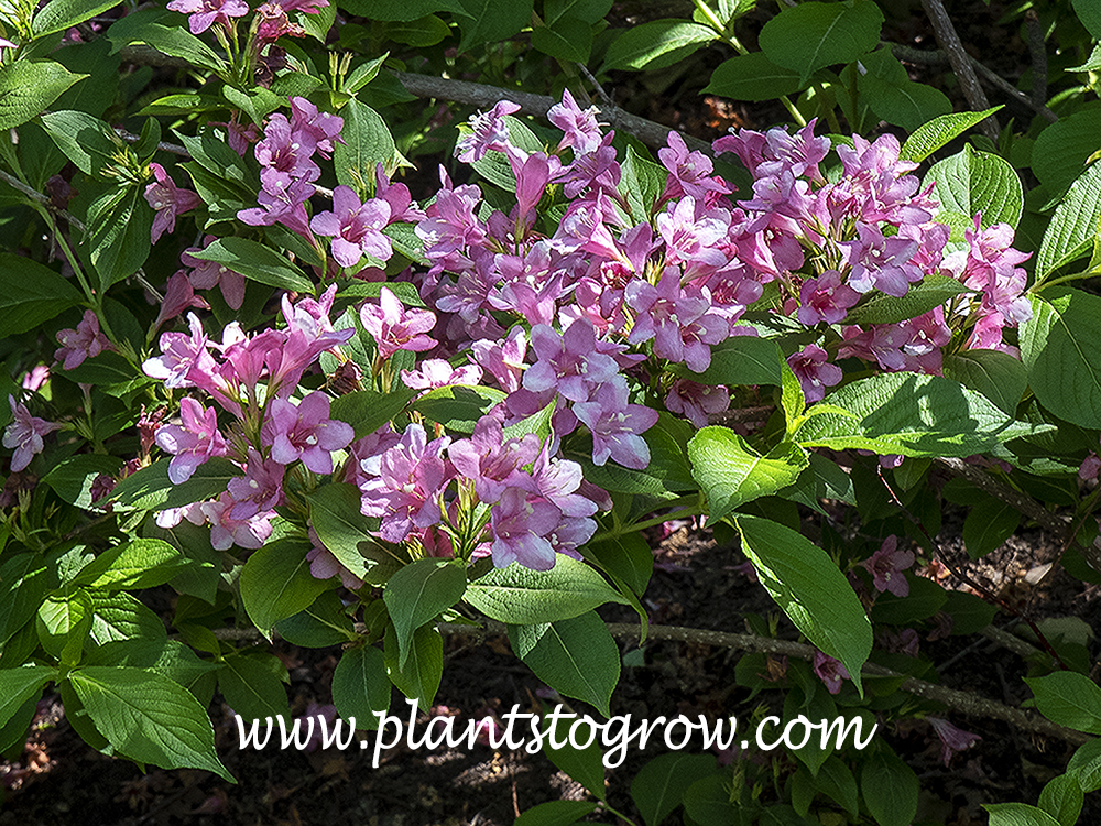 Weigela Styriaca | Plants To Grow Plants Database by Paul S. Drobot