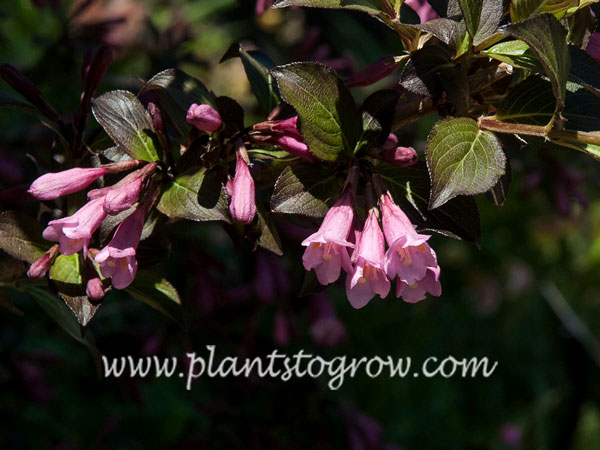 Weigela foliis Purpurea | Plants To Grow Plants Database by Paul S. Drobot
