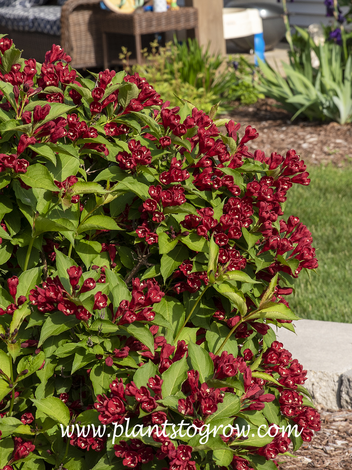 Maroon Swoon Weigela (Weigela florida) | Plants To Grow Plants Database ...