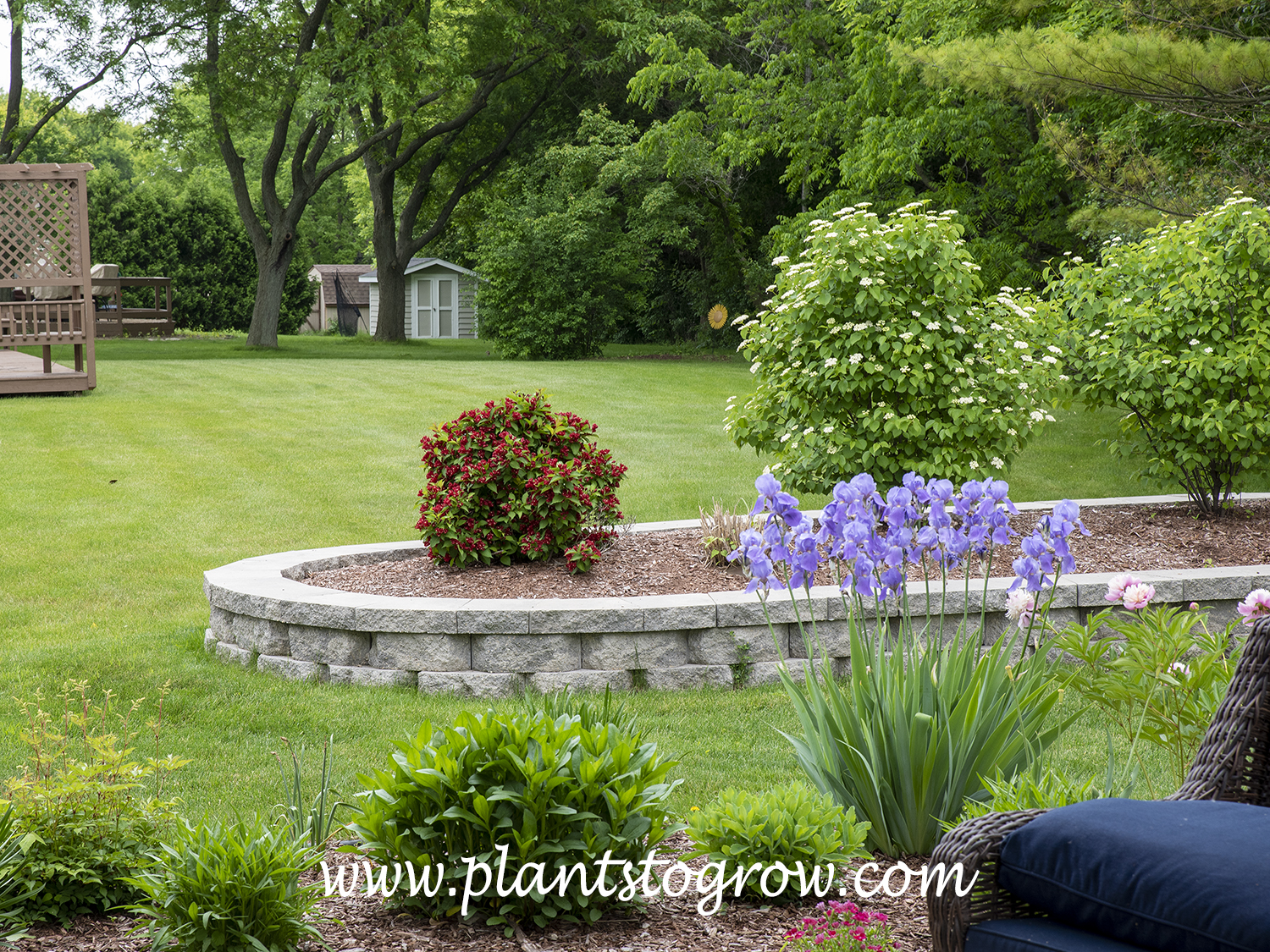 Maroon Swoon Weigela (Weigela florida) | Plants To Grow Plants Database ...