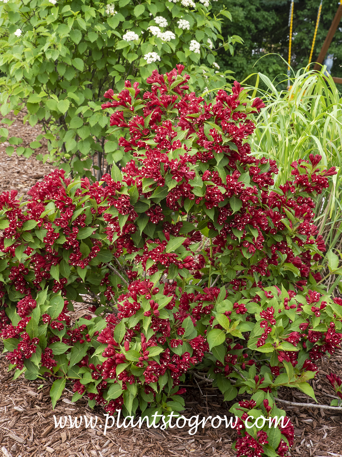 Maroon Swoon Weigela (Weigela florida) | Plants To Grow Plants Database ...