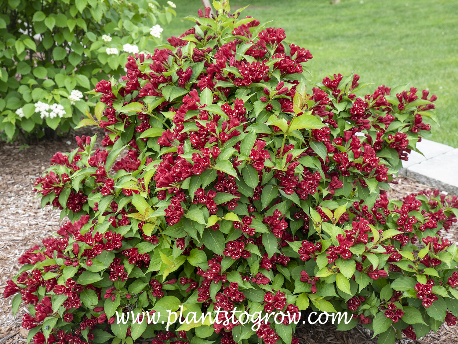Maroon Swoon Weigela (Weigela florida) | Plants To Grow Plants Database ...