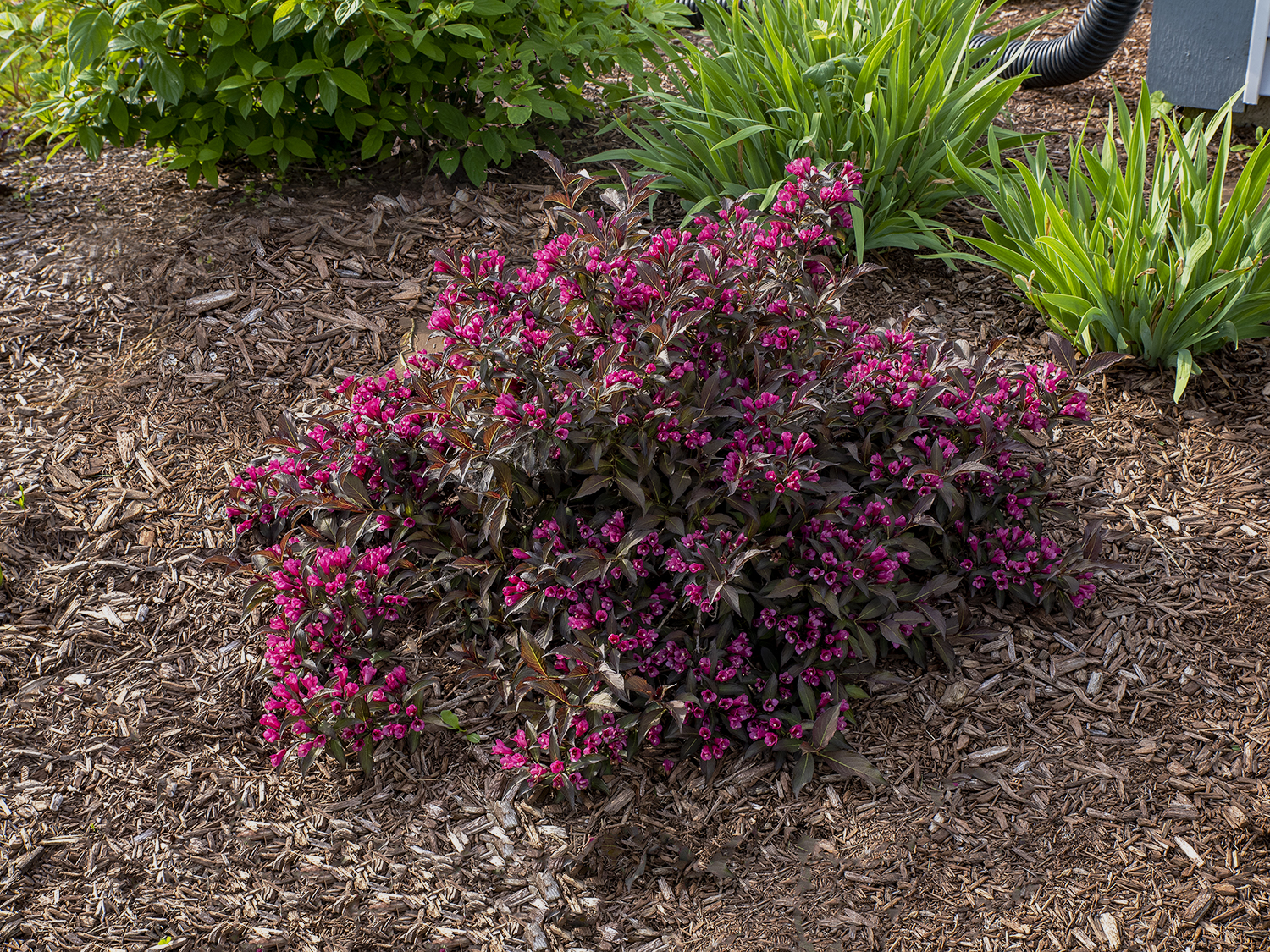 'Spilled Wine' Weigela | Plants To Grow Plants Database by Paul S. Drobot