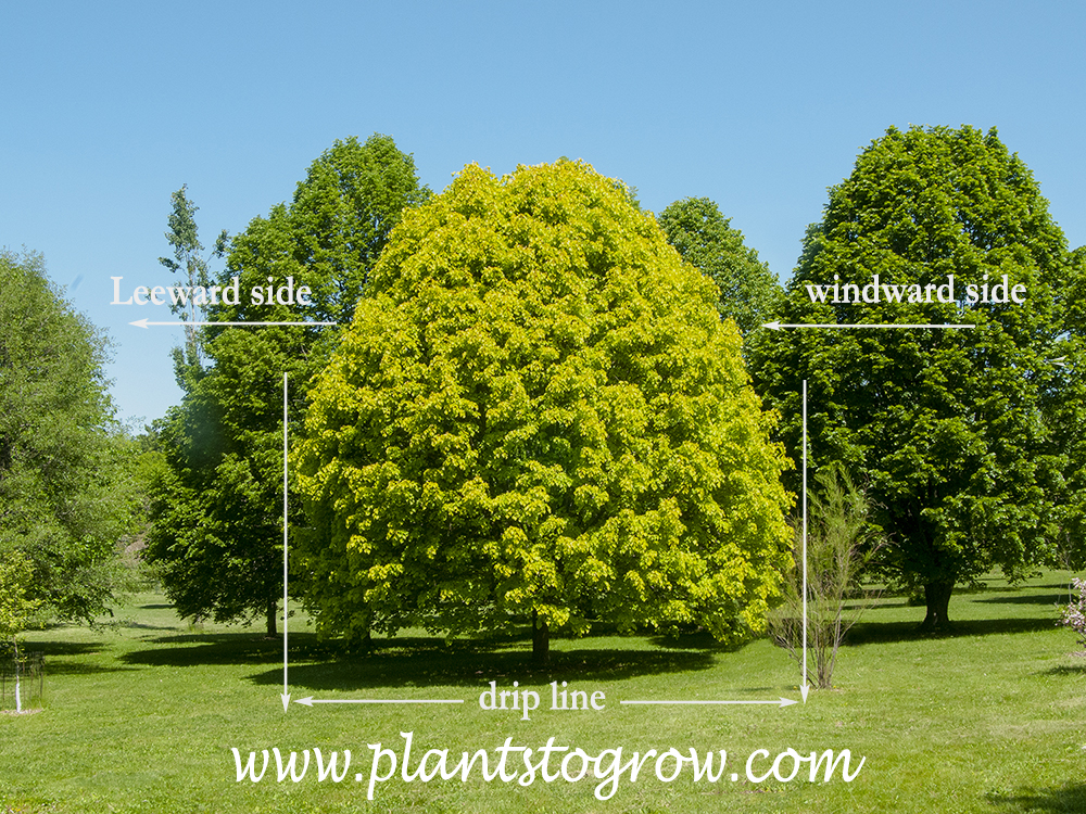 windward and leeward | Plants To Grow Plants Database by Paul S. Drobot