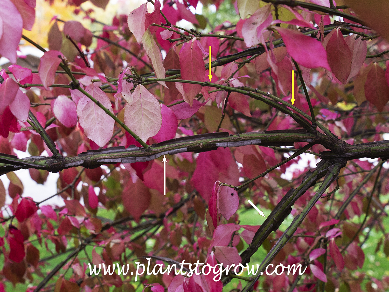 stem wings | Plants To Grow Plants Database by Paul S. Drobot