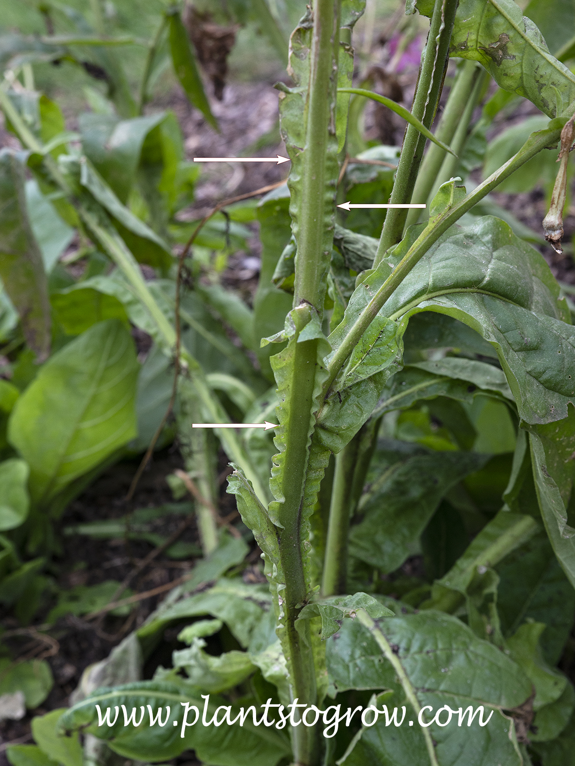 stem wings | Plants To Grow Plants Database by Paul S. Drobot