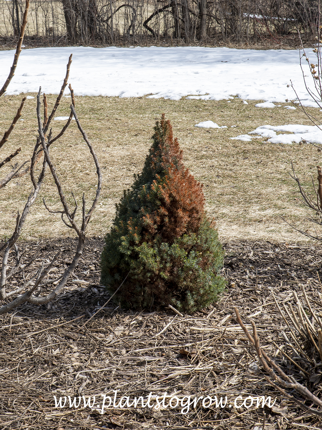 winter burn | Plants To Grow Plants Database by Paul S. Drobot
