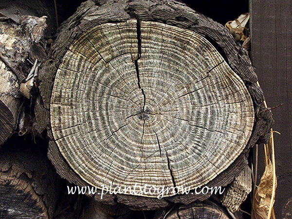 Woody stem cross sections | Plants To Grow Plants Database by Paul S ...