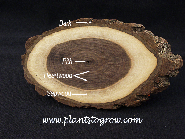 Woody stem cross sections | Plants To Grow Plants Database by Paul S ...