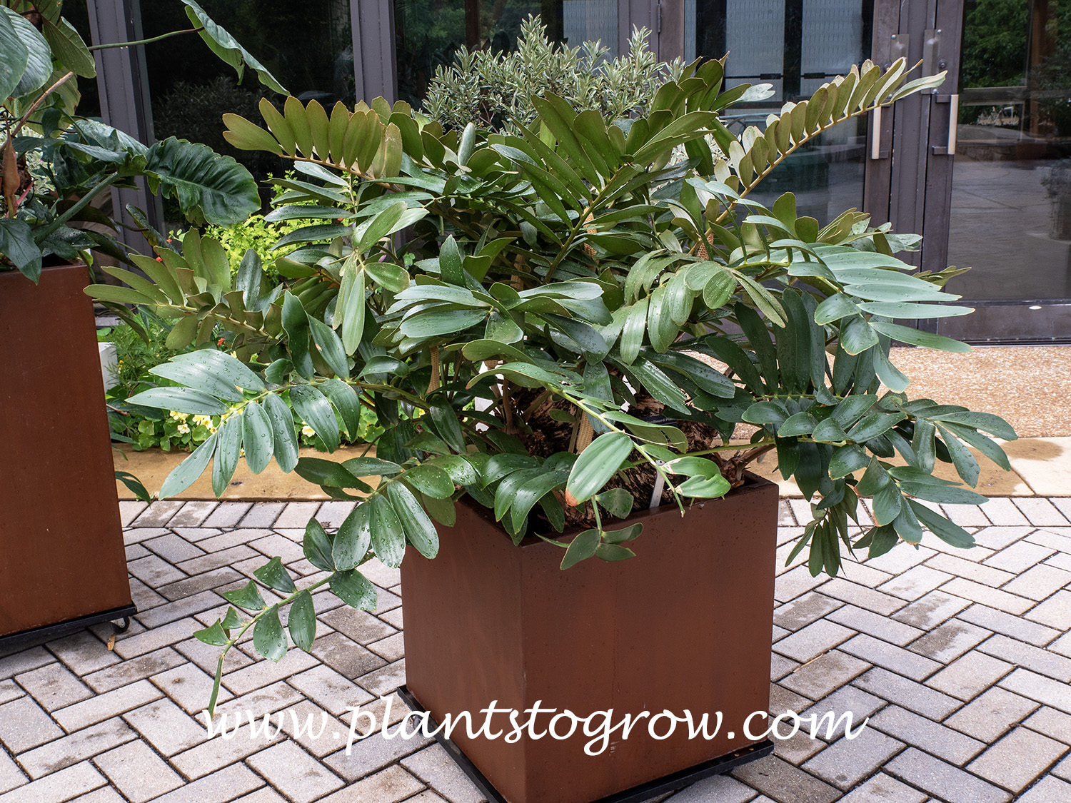 Cardboard Plant (Zamia furfuraceae) | Plants To Grow Plants Database by ...