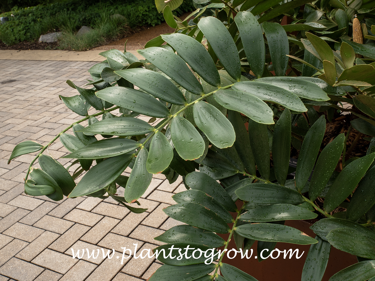 Cardboard Plant (Zamia furfuraceae) | Plants To Grow Plants Database by ...