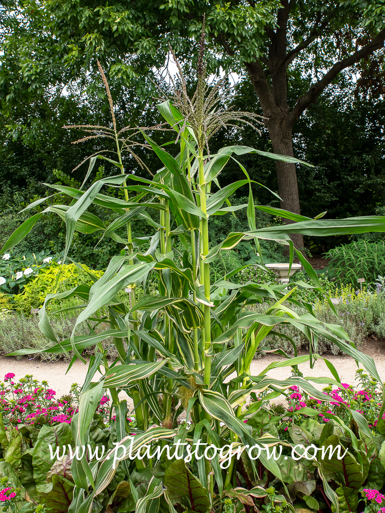 Victorian Striped Maize (Zea mays var japonica) | Plants To Grow Plants ...