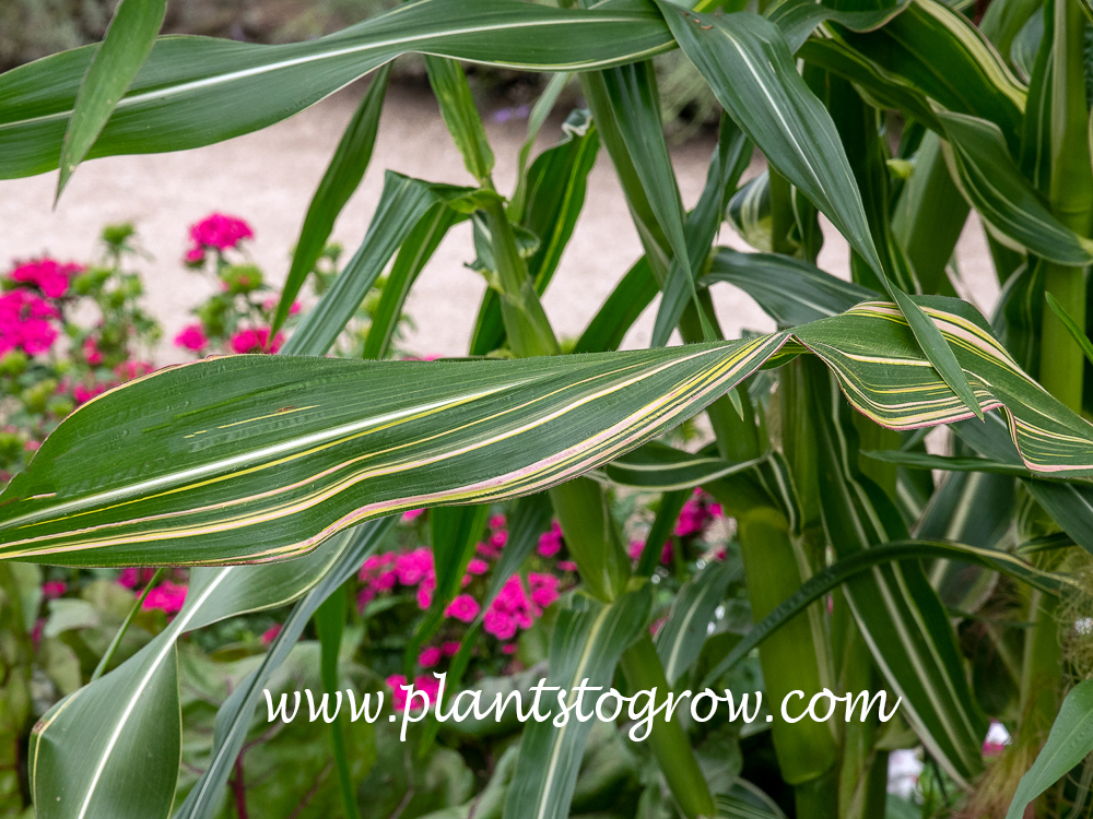 Victorian Striped Maize (Zea mays var japonica) | Plants To Grow Plants ...