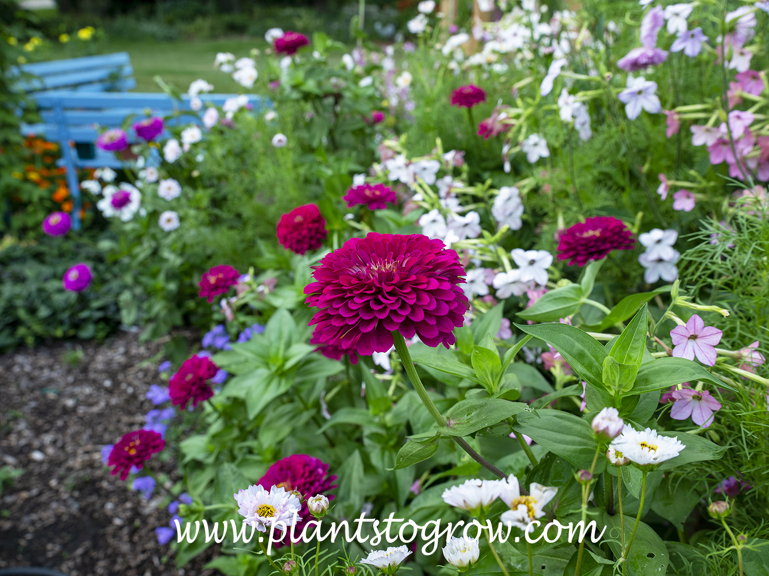 'Benary's Giant Wine' Zinnia (Zinnia elegans) | Plants To Grow Plants ...