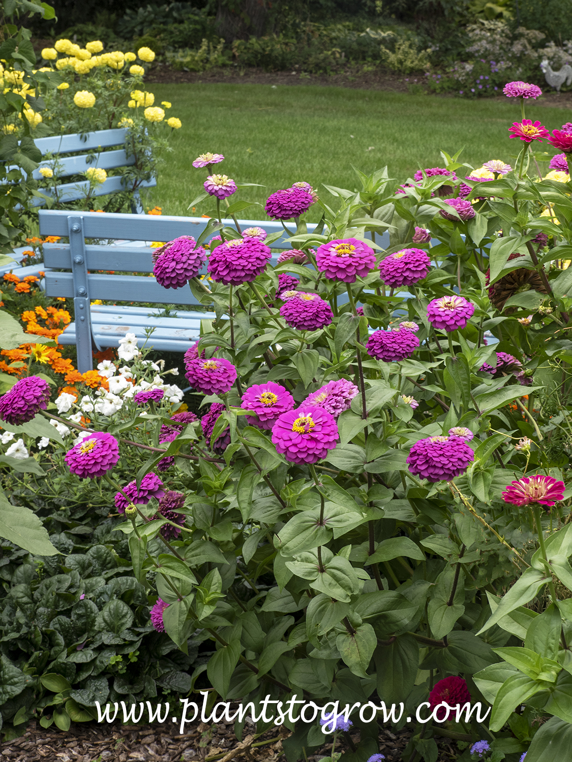 'Benary's Giant Lilac' Zinnia (Zinnia elegans) | Plants To Grow Plants ...