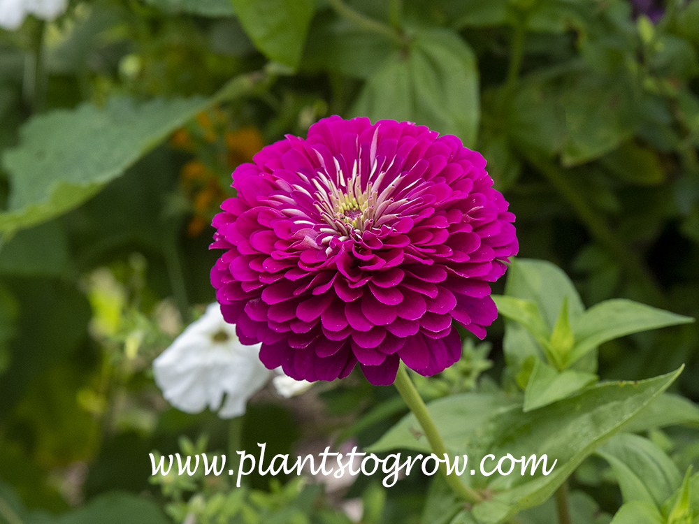 'Purple Prince' Zinnia (Zinnia elegans) | Plants To Grow Plants ...