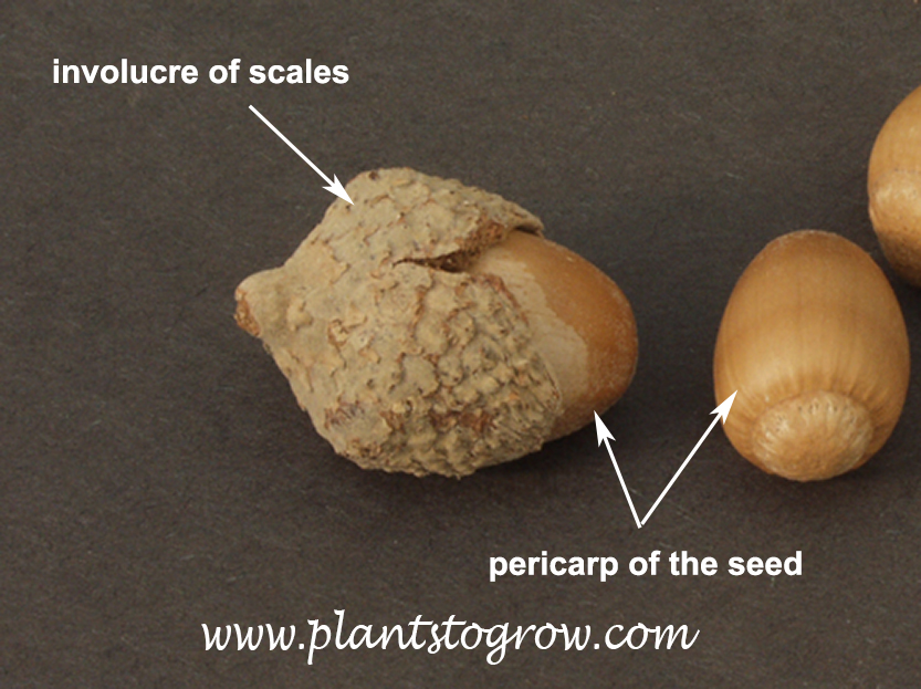 acorn | Plants To Grow Plants Database by Paul S. Drobot