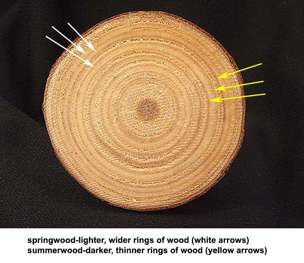 Cross section of woody stem | Plants To Grow Plants Database by Paul S ...