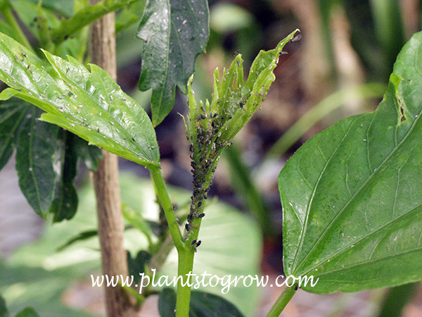 Aphids | Plants To Grow Plants Database by Paul S. Drobot