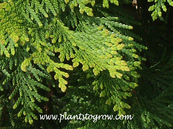 leaf shapes | Plants To Grow Plants Database by Paul S. Drobot