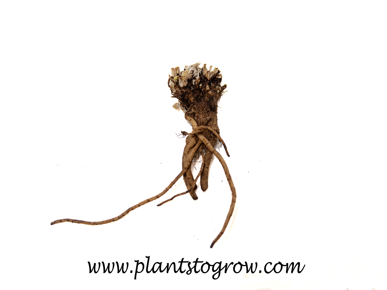 Bare root | Plants To Grow Plants Database by Paul S. Drobot