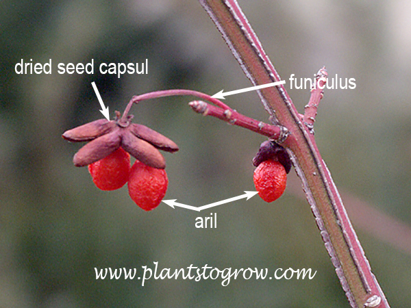 | Plants To Grow Plants Database by Paul S. Drobot