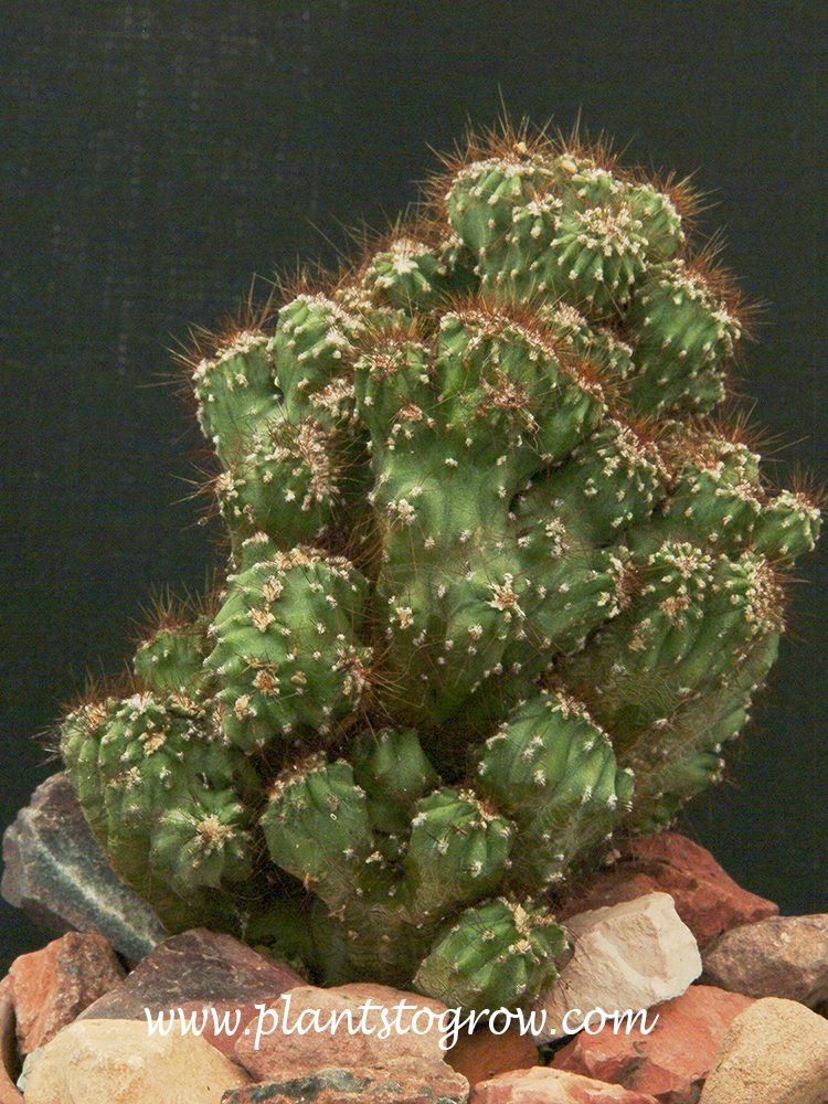 Monstrose Apple Cactus (cereus peruvianus monstrose) | Plants To Grow ...
