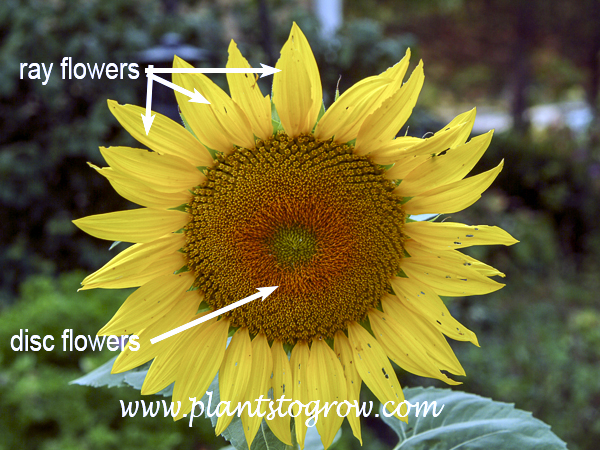 composite flower | Plants To Grow Plants Database by Paul S. Drobot