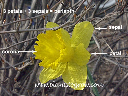 Labeled images of flowers | Plants To Grow Plants Database by Paul S ...
