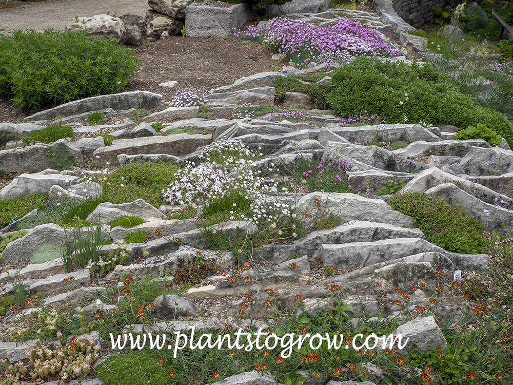 Crevice garden | Plants To Grow Plants Database by Paul S. Drobot