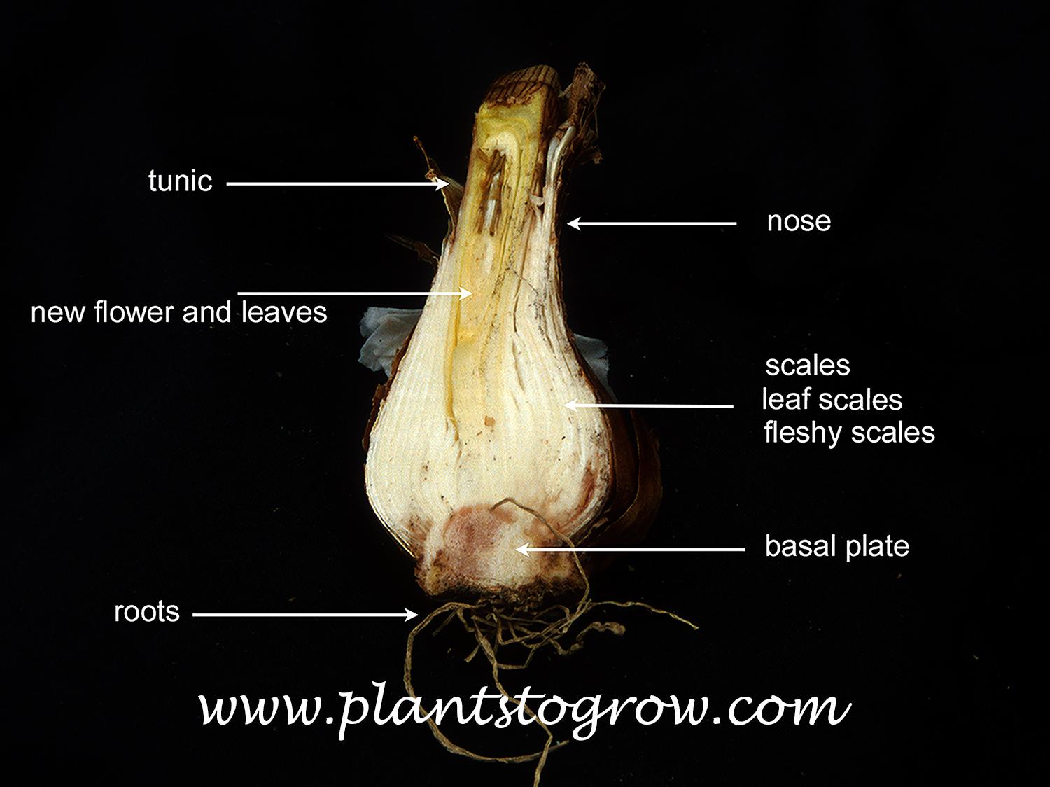modified stem Daffodil | Plants To Grow Plants Database by Paul S. Drobot