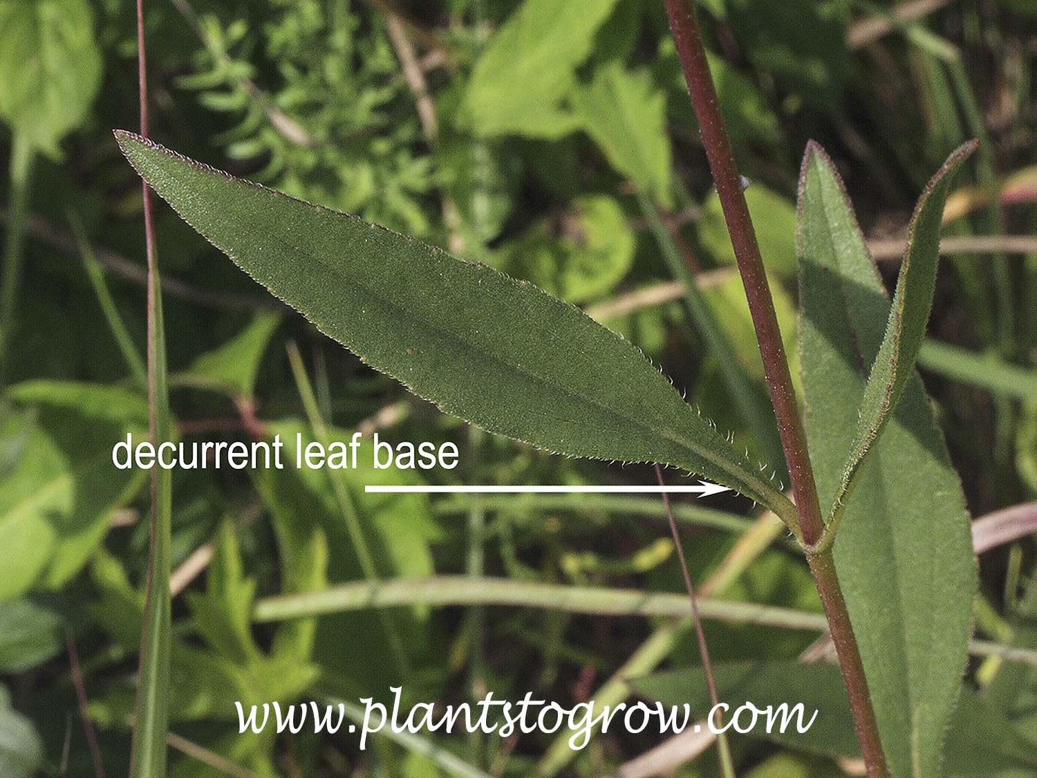 decurrent | Plants To Grow Plants Database by Paul S. Drobot
