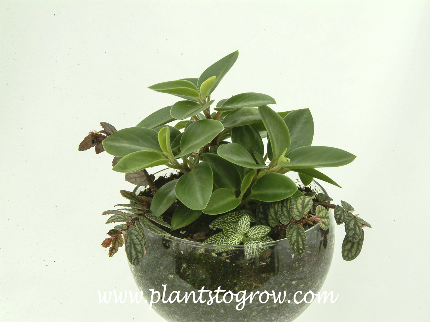 dish gardens | Plants To Grow Plants Database by Paul S. Drobot