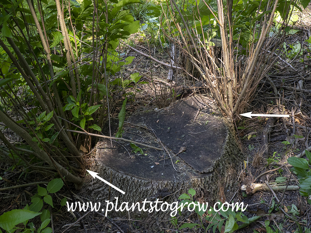 epicormic stems | Plants To Grow Plants Database by Paul S. Drobot