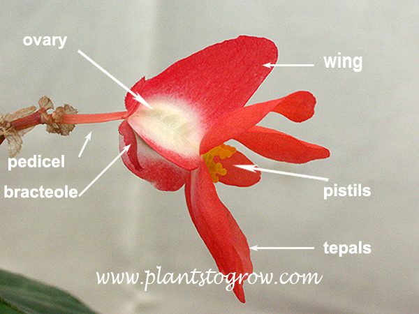 Flower reproductive organs | Plants To Grow Plants Database by Paul S ...
