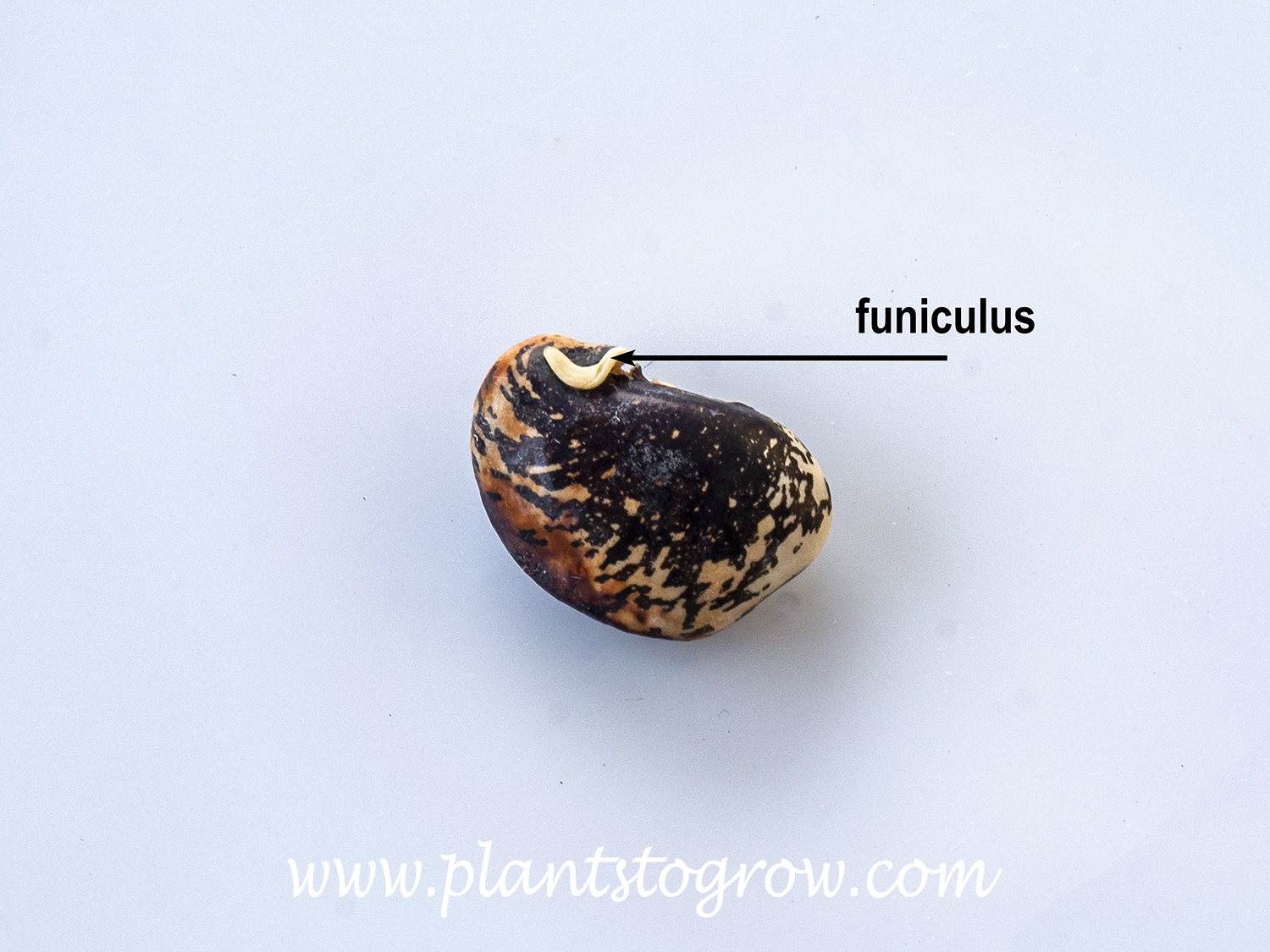 Funiculus | Plants To Grow Plants Database by Paul S. Drobot
