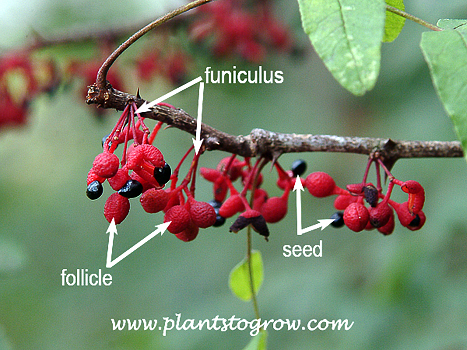 Funiculus | Plants To Grow Plants Database by Paul S. Drobot