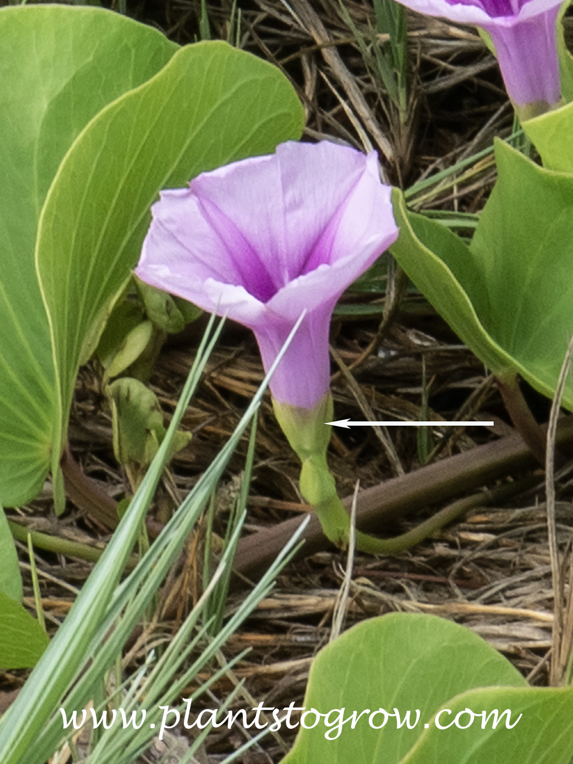 Gamosepalous | Plants To Grow Plants Database by Paul S. Drobot