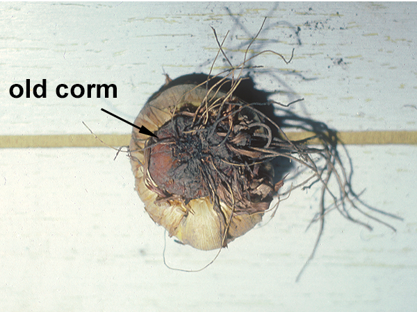 corms | Plants To Grow Plants Database by Paul S. Drobot