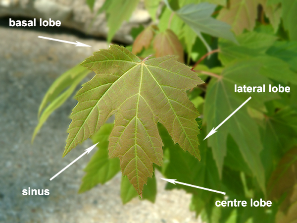 leaf physical feature | Plants To Grow Plants Database by Paul S. Drobot