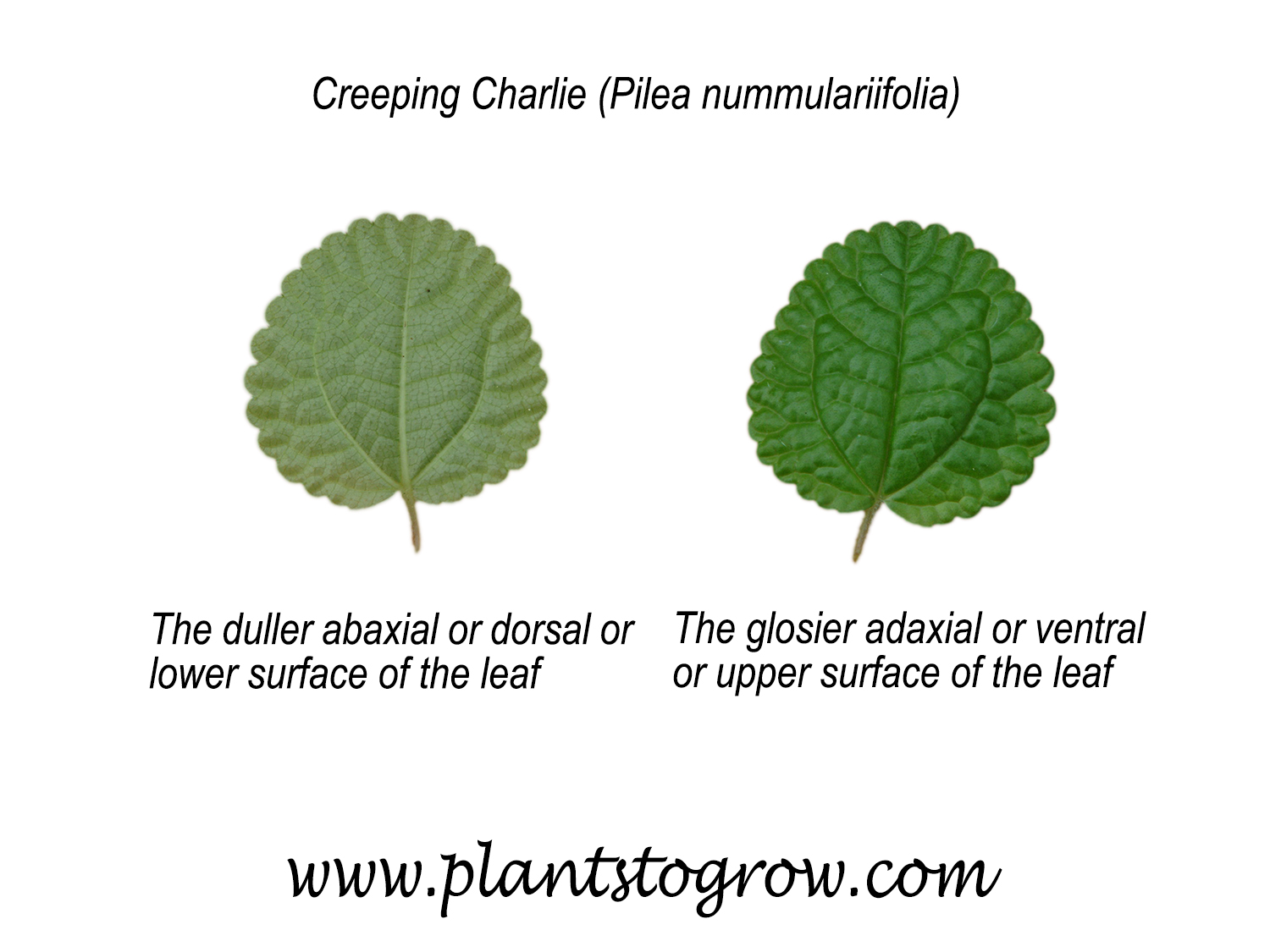 adaxial, abaxial | Plants To Grow Plants Database by Paul S. Drobot