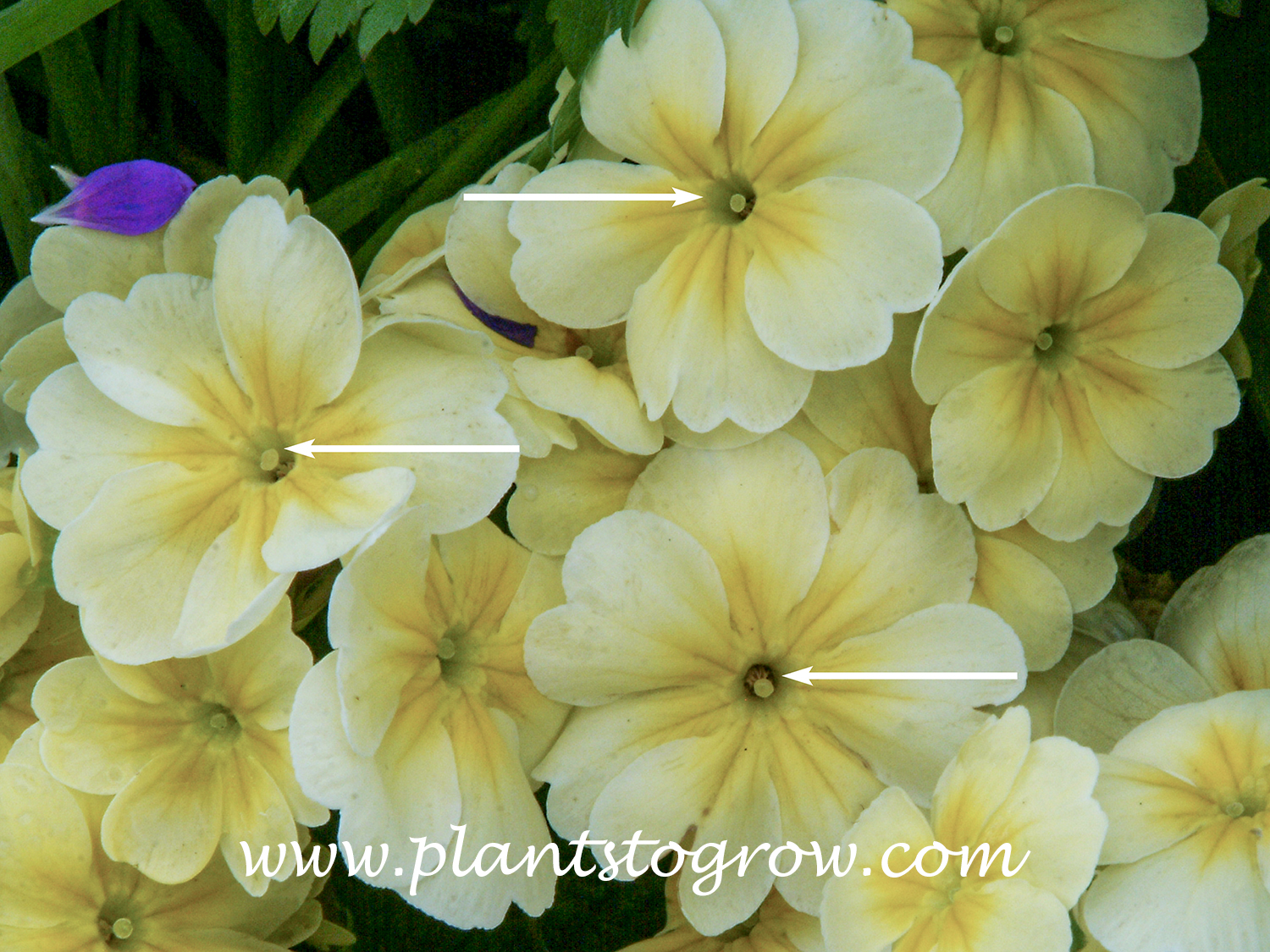 Primula have two types of flowers called pin-eyed and thrum flowers ...